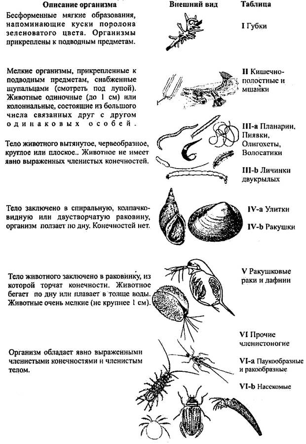 Вводная таблица